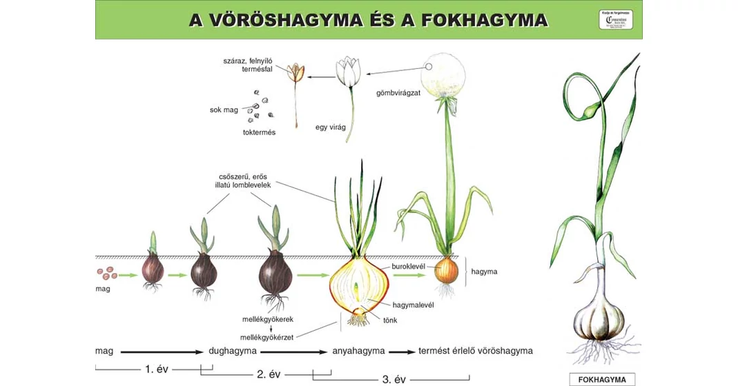 A vöröshagyma és a fokhagyma - Természetismeret - Balázs-Diák a ...