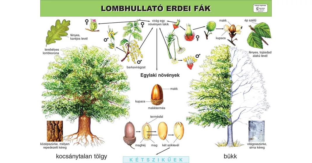 Lombhullató erdei fák - Természetismeret - Balázs-Diák a taneszköz ...