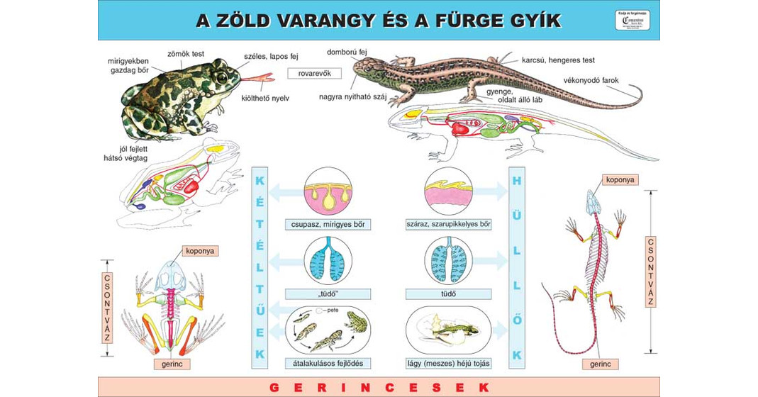 A zöld varangy és a fürgegyík - Természetismeret - Balázs-Diák a ...