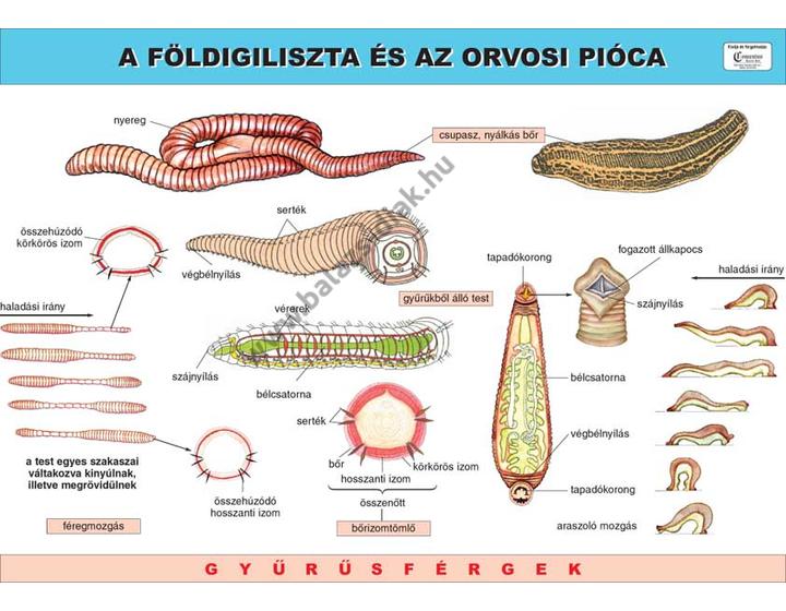A földigiliszta és az orvosi pióca - Természetismeret - Balázs-Diák a ...
