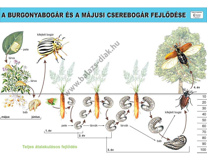 A burgonyabogár és a májusi cserebogár fejlődése - Természetismeret ...