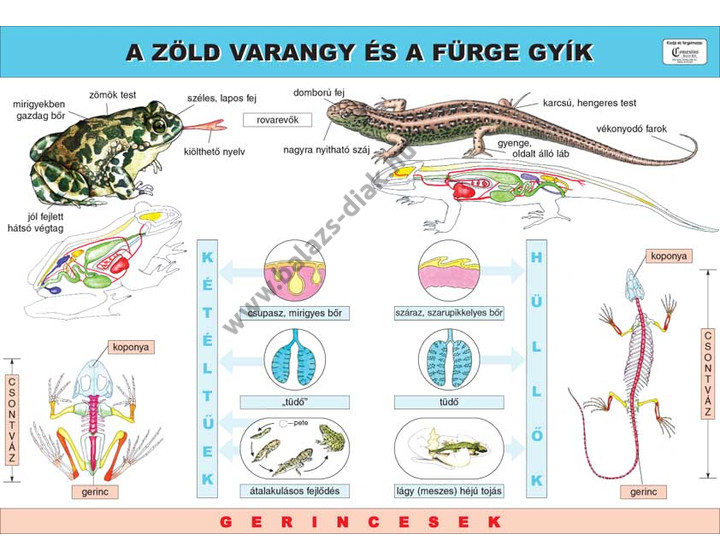A zöld varangy és a fürgegyík - Természetismeret - Balázs-Diák a ...