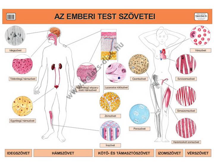 Az emberi test szövetei - Biológia - Balázs-Diák a taneszköz webáruház ...