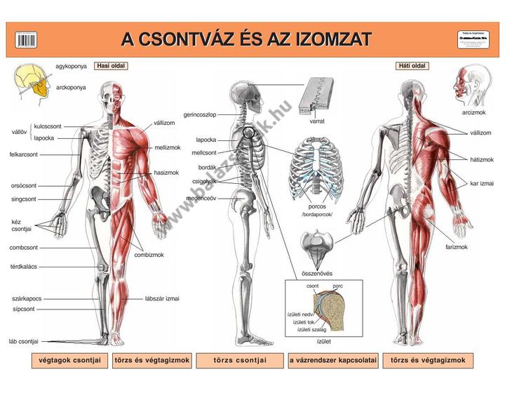 A csontváz és az izomzat - Biológia - Balázs-Diák a taneszköz webáruház ...